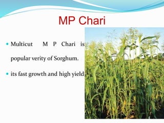 sorghum.pdf about knowing how to prooseed sorgham | PPT