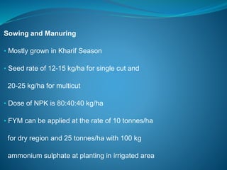 sorghum.pdf about knowing how to prooseed sorgham | PPT