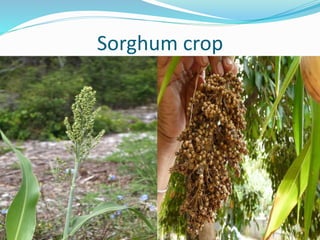 sorghum.pdf about knowing how to prooseed sorgham | PPT