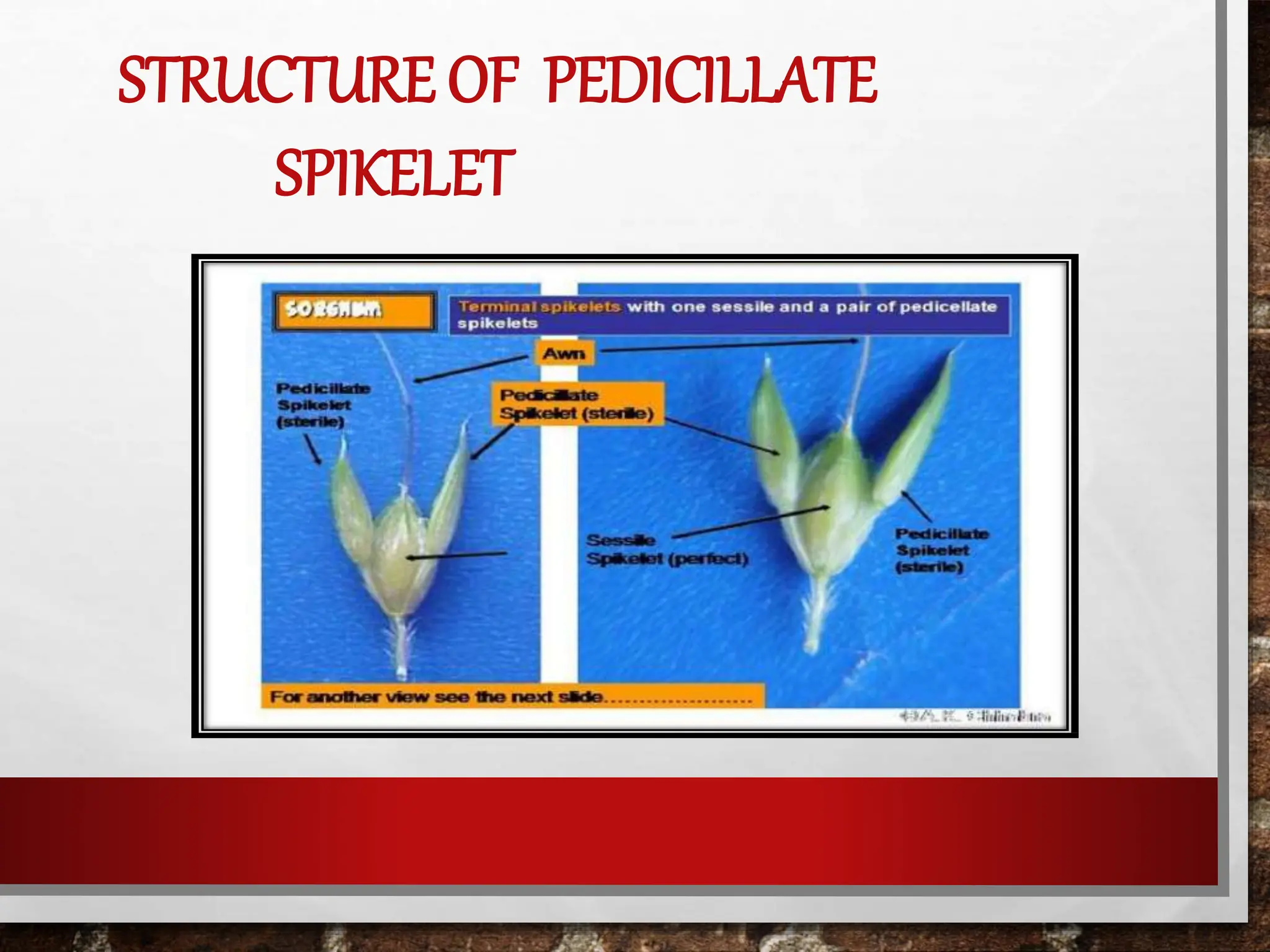 sorghum genetic breeding ,floral biology | PPTX