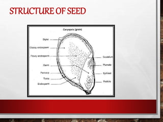 sorghum genetic breeding ,floral biology | PPTX