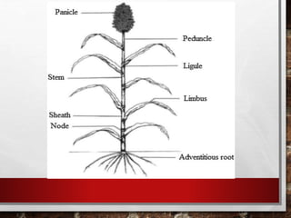 sorghum genetic breeding ,floral biology | PPTX
