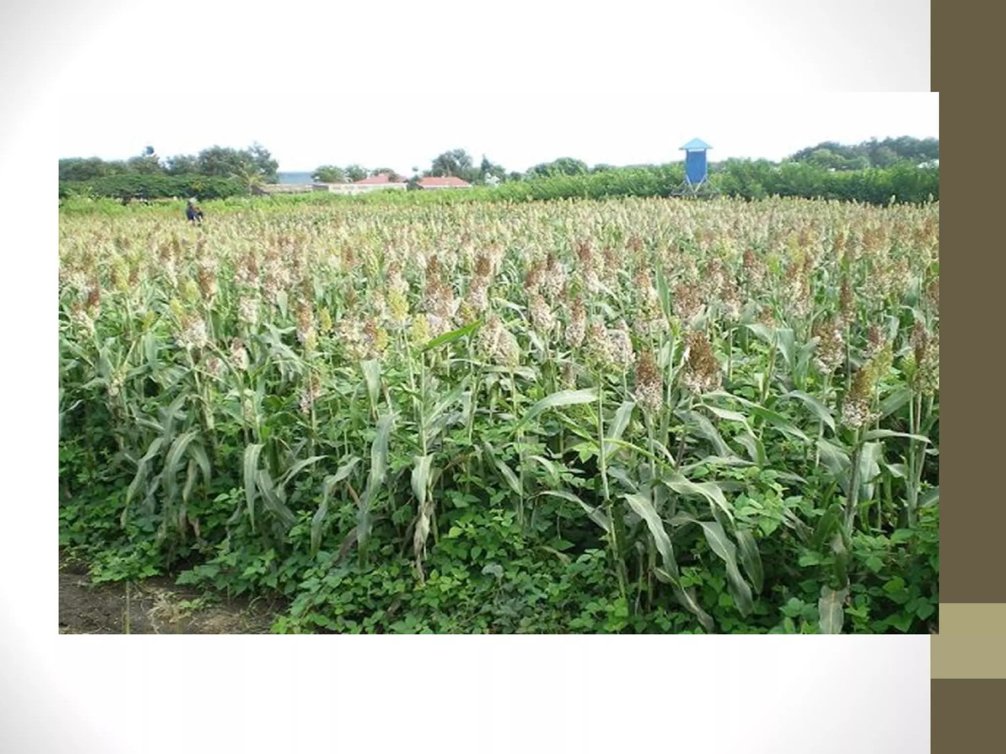 Sorghum and cowpea intercropping | PPT