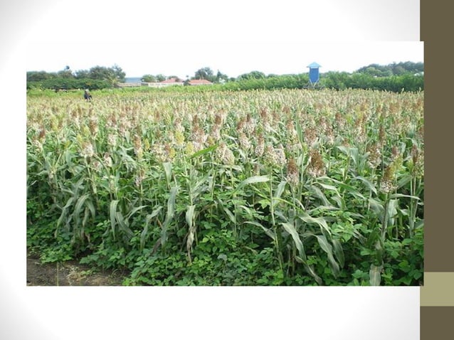 Sorghum and cowpea intercropping | PPT | Agriculture | Industries