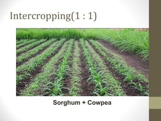 Sorghum and cowpea intercropping | PPT | Agriculture | Industries