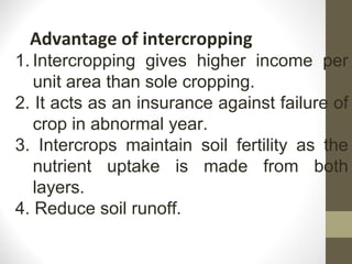 Sorghum and cowpea intercropping | PPT
