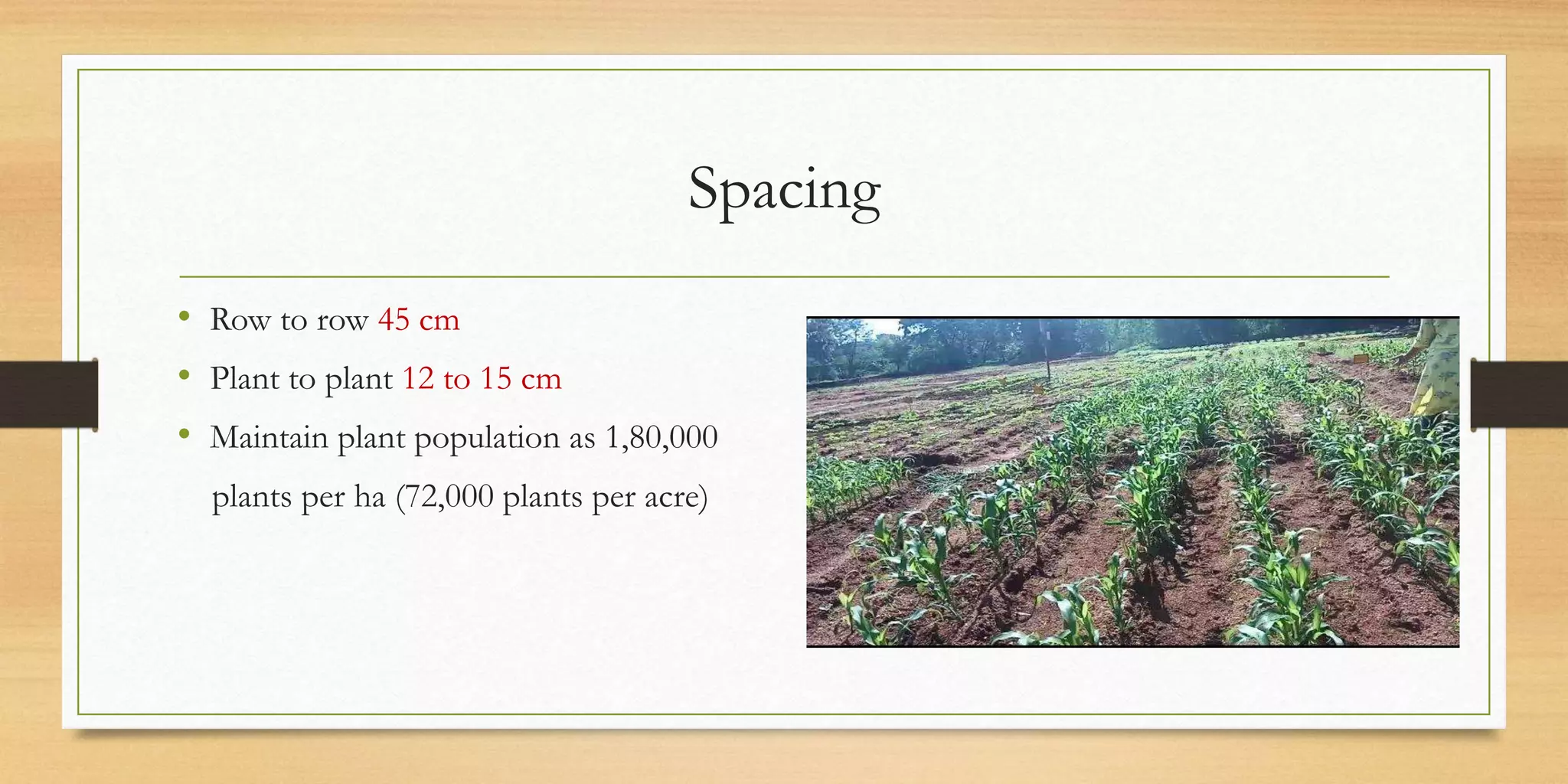 SORGHUM | PPTX
