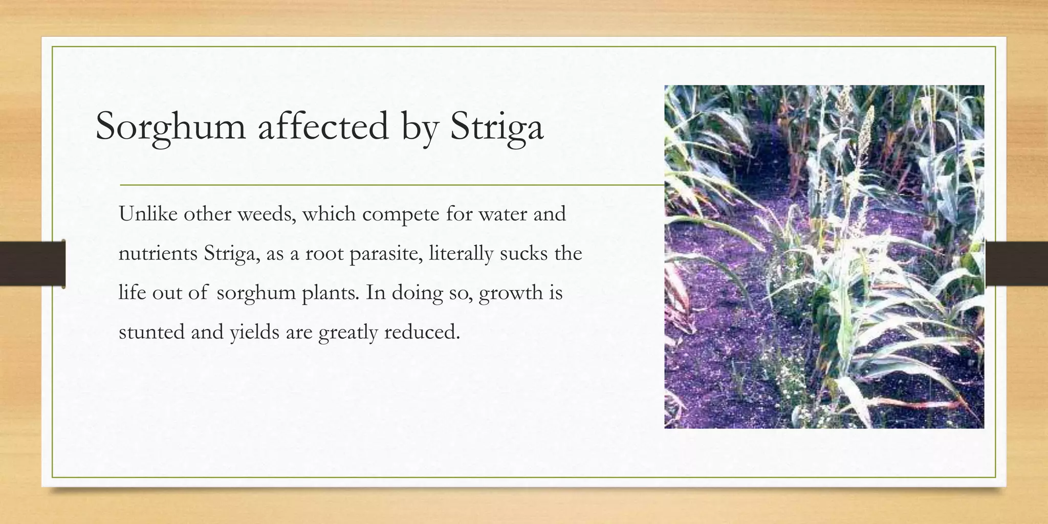 SORGHUM | PPTX