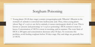 SORGHUM | PPTX