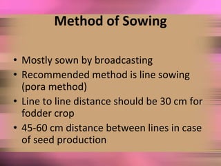 Sorghum fodder | PPTX