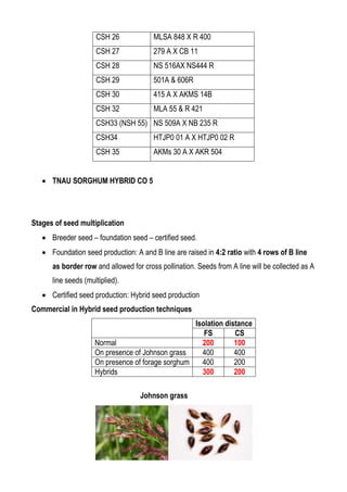 Sorghum hybrid seed production.docx