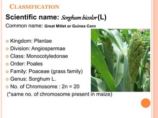 Sorghum ppt. -S Md Abbas.pptx