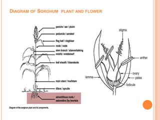Sorghum ppt. -S Md Abbas.pptx