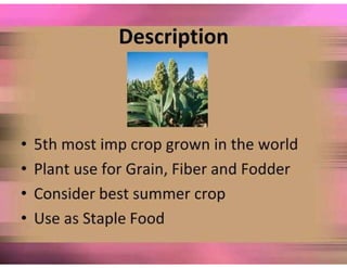 kharif crop sorghum Crop with agronomic practice | PPT