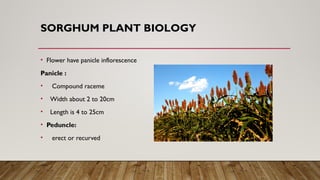 Sorghum, Minor crop of Pakistan, Introduction to Sorghum, Selfing and ...