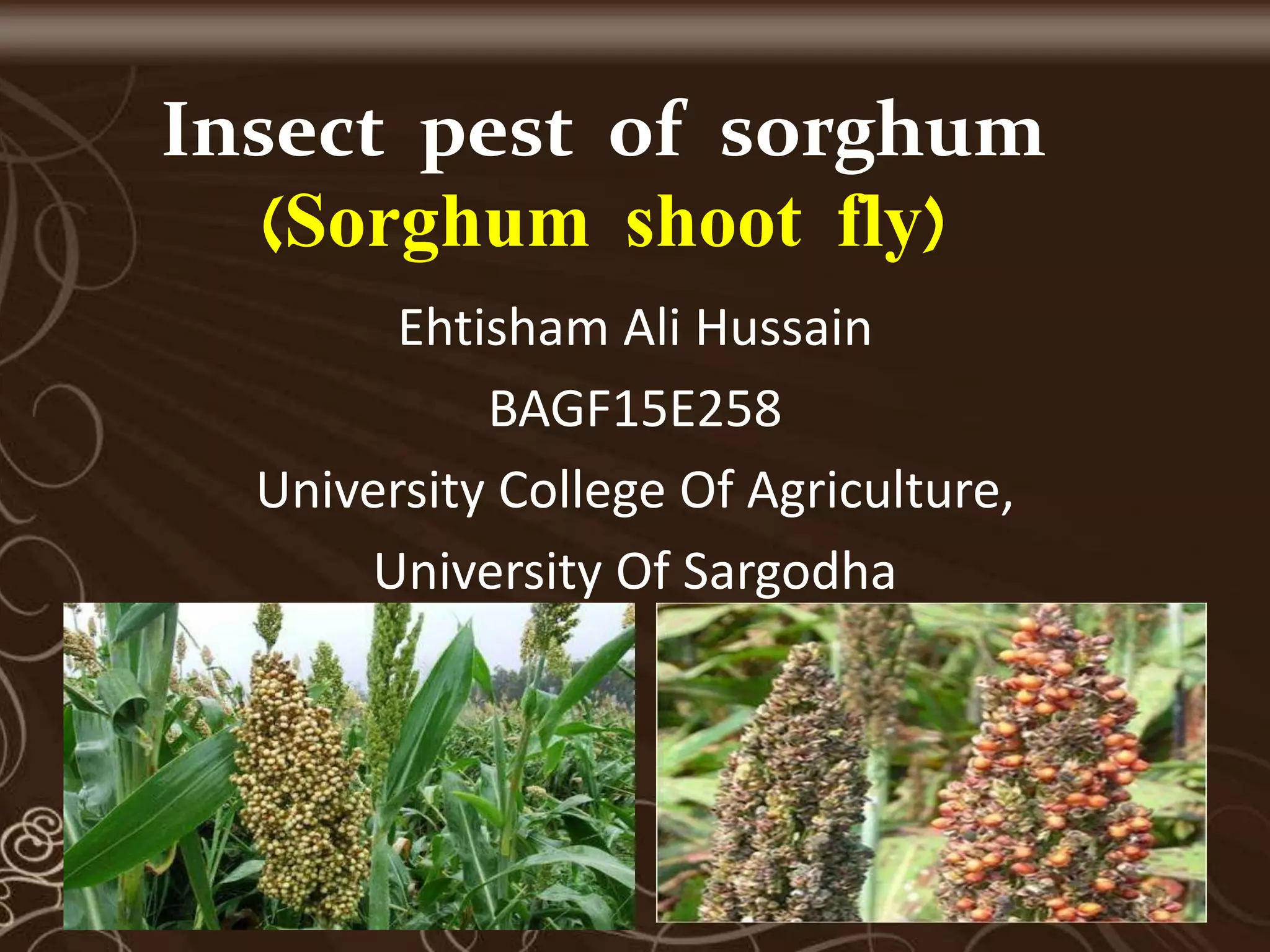 Sorghum shoot fly | PPTX