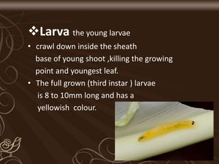Sorghum shoot fly | PPTX