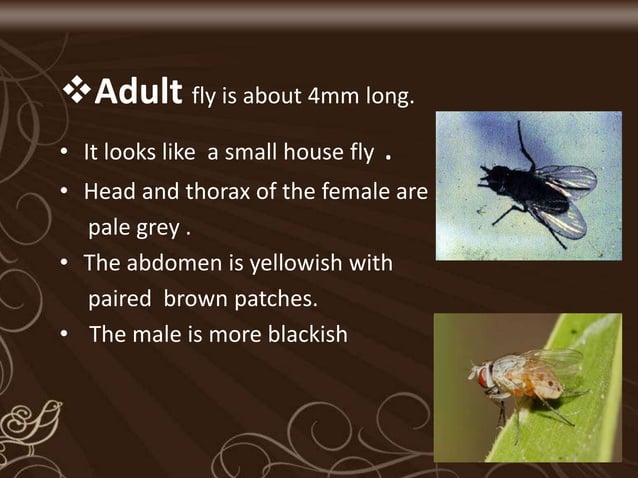 Sorghum shoot fly | PPTX | Agriculture | Industries