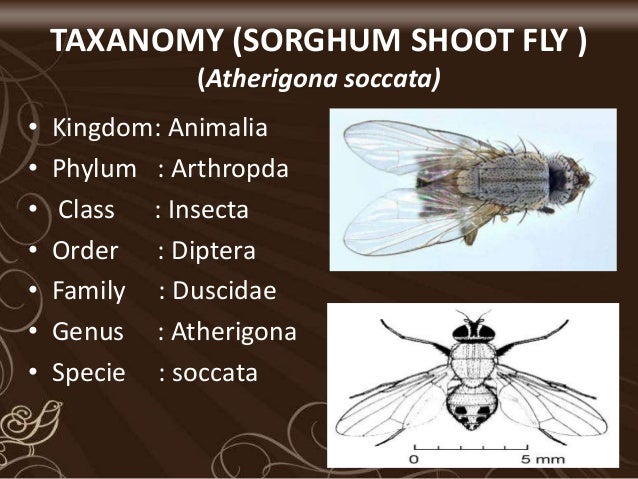 Sorghum shoot fly