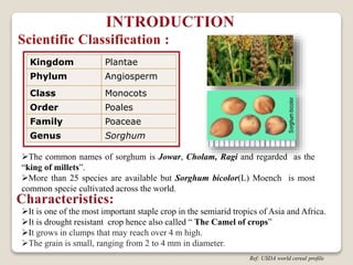 Sorgum | PPTX