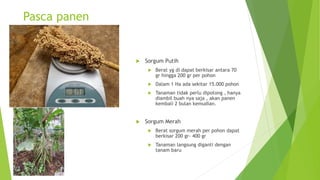 Sorgum why-sorgum | PPTX