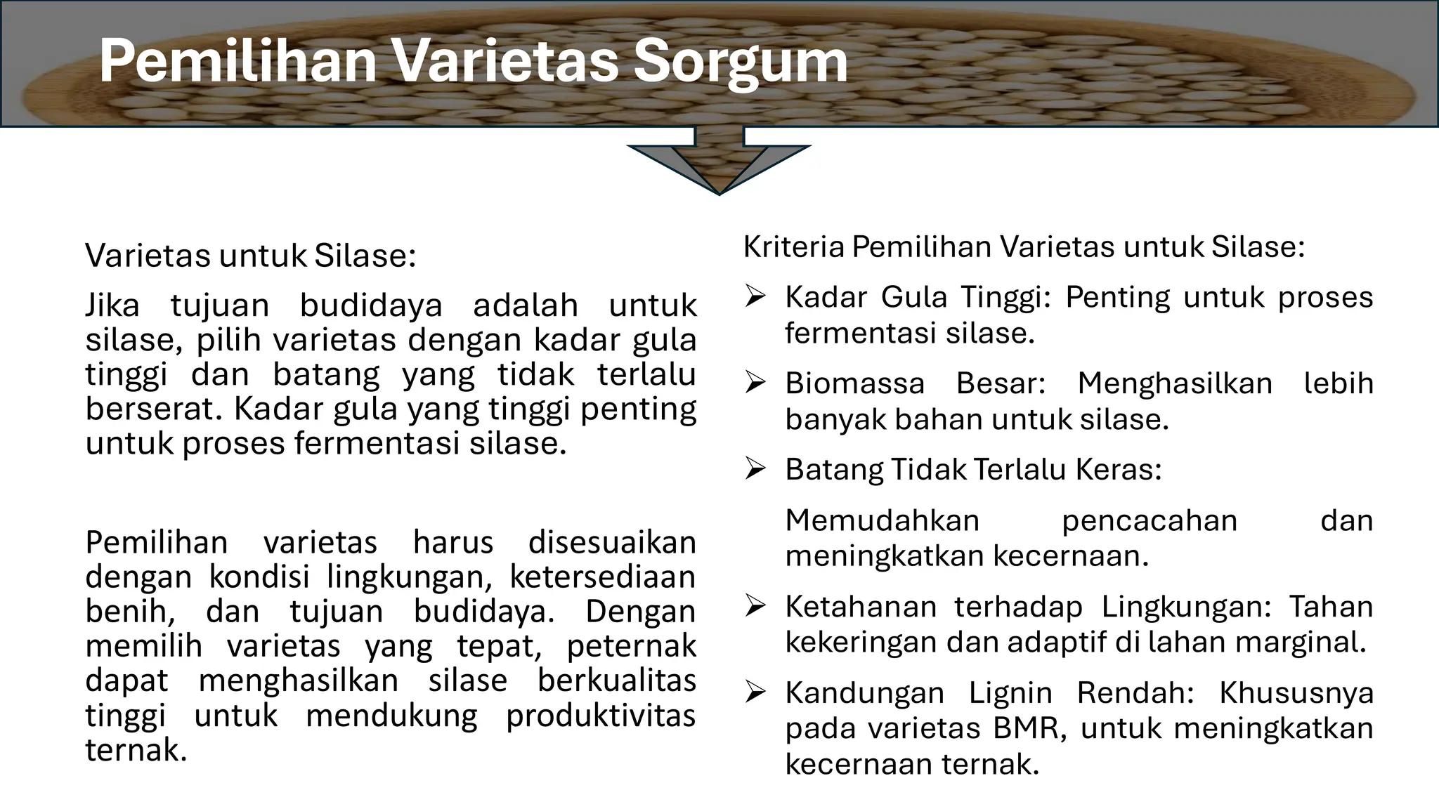 budidaya sorgum "Solusi Pakan Ternak Berkualitas" | PDF