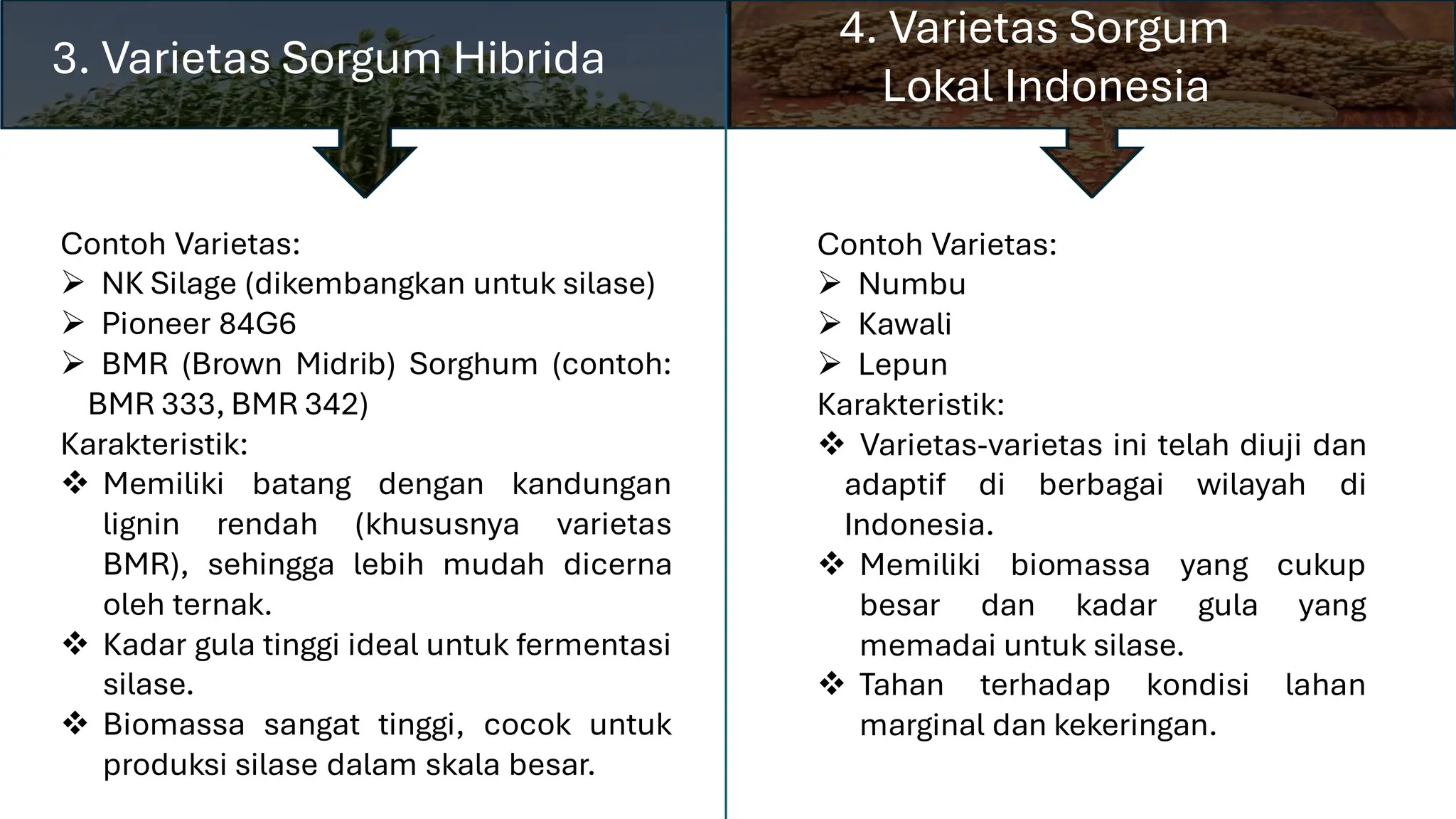 budidaya sorgum "Solusi Pakan Ternak Berkualitas" | PDF
