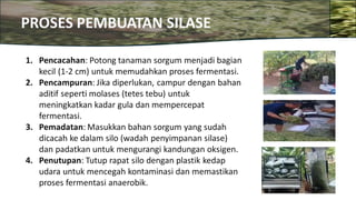 budidaya sorgum "Solusi Pakan Ternak Berkualitas" | PDF
