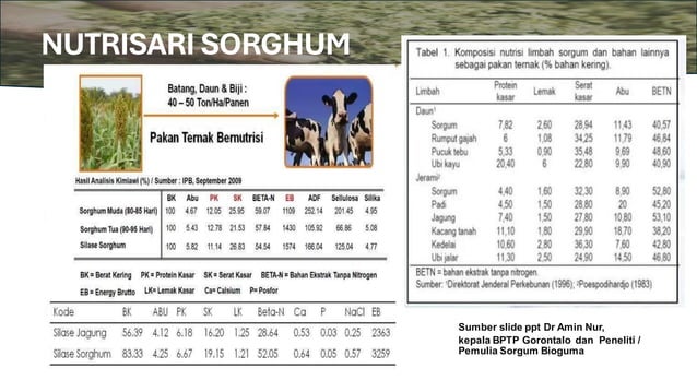 budidaya sorgum "Solusi Pakan Ternak Berkualitas" | PDF