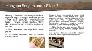 budidaya sorgum "Solusi Pakan Ternak Berkualitas" | PDF