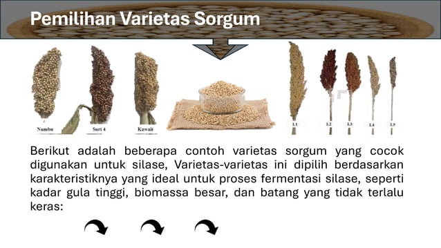 budidaya sorgum "Solusi Pakan Ternak Berkualitas" | PDF