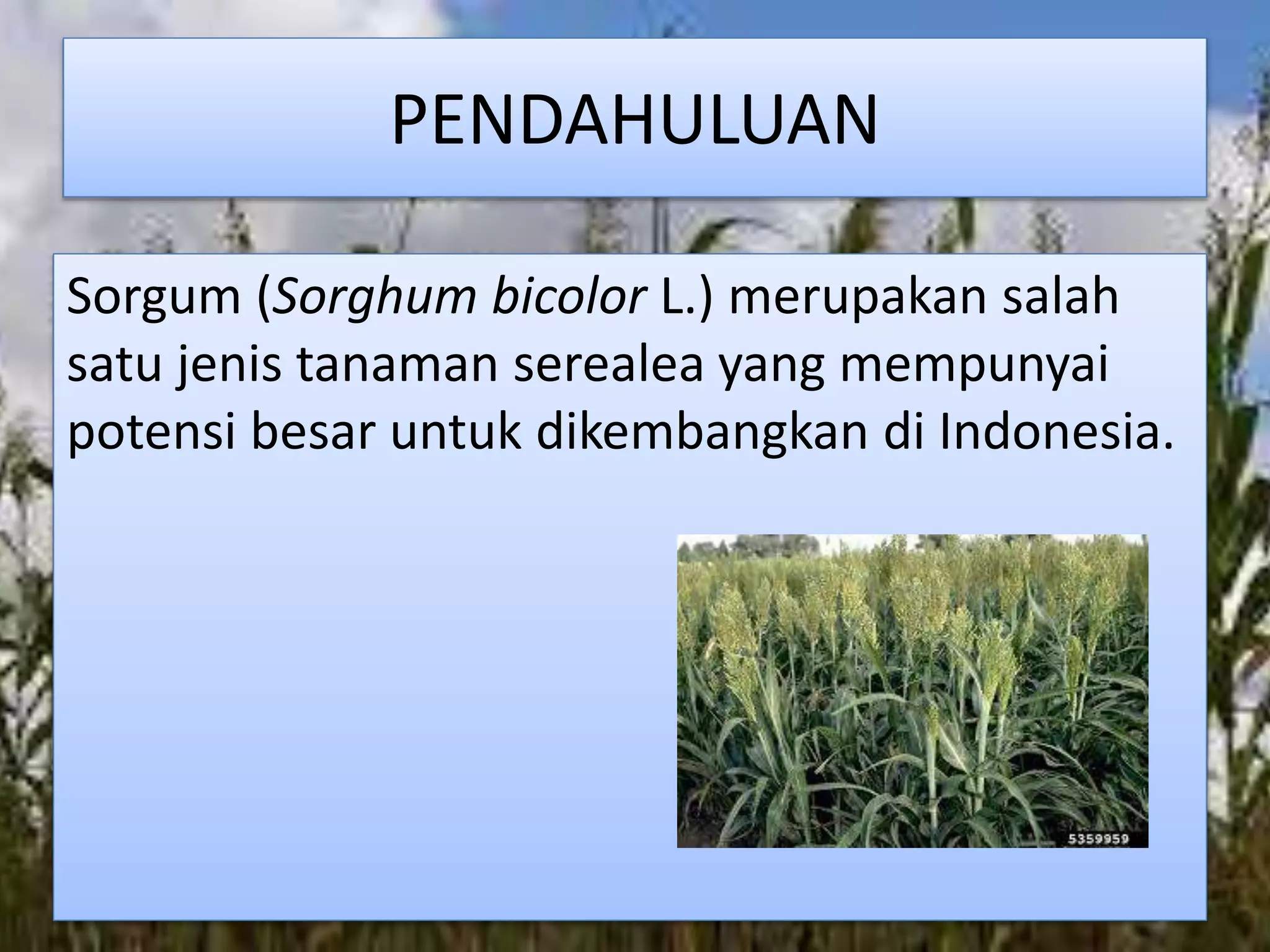 Sorgum (sorghum bicolor L) | PPTX