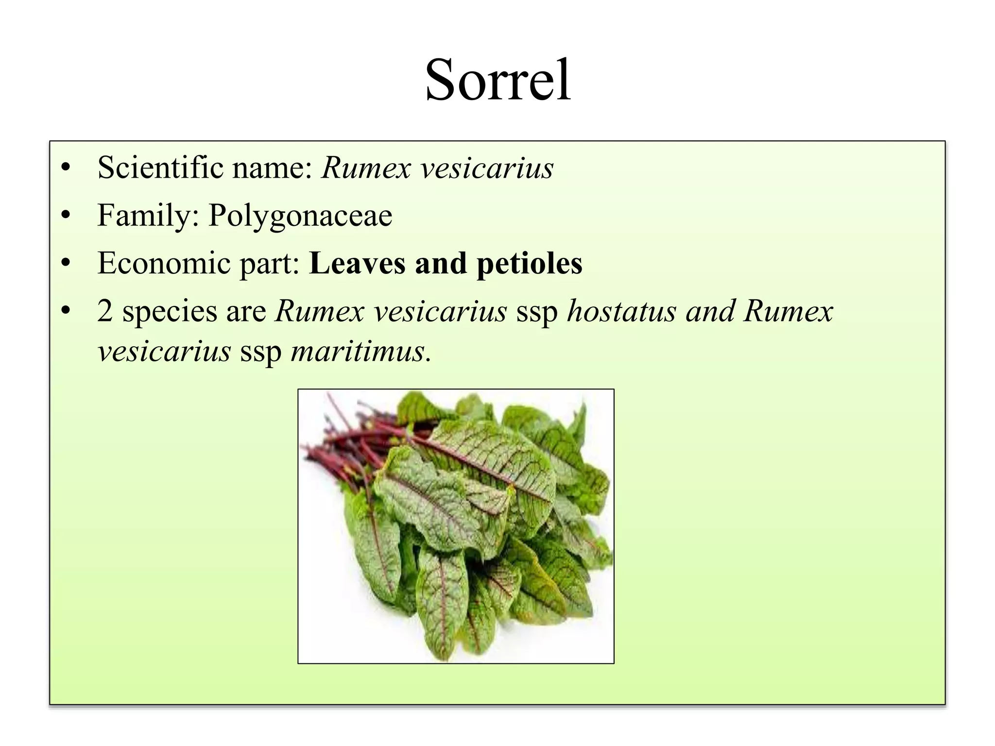 Sorrel | PPTX