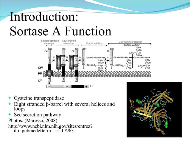 Sortase A Inhibition By Ugi Products (Complex) | PPT