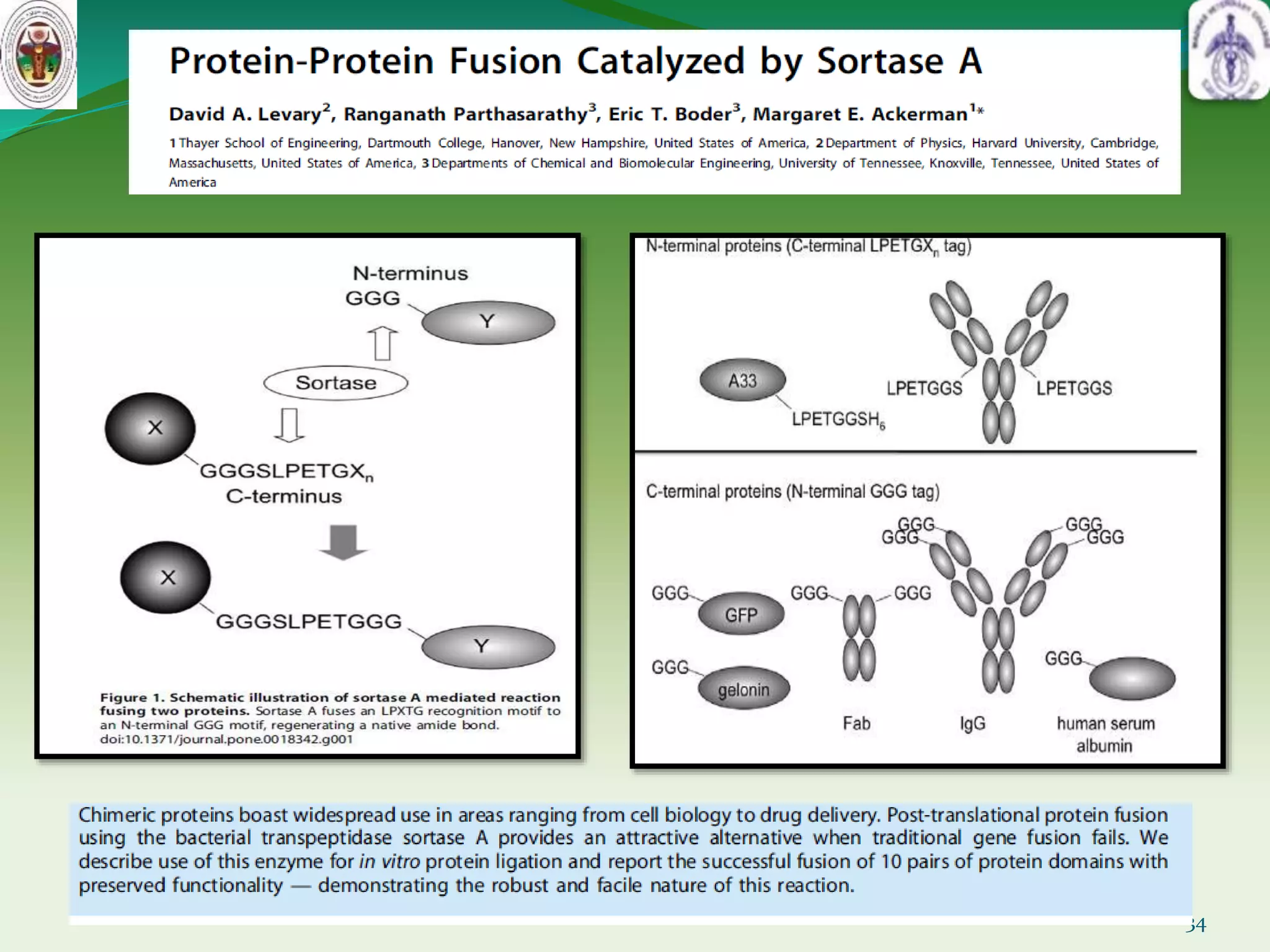 Sortase enzyme family | PPTX