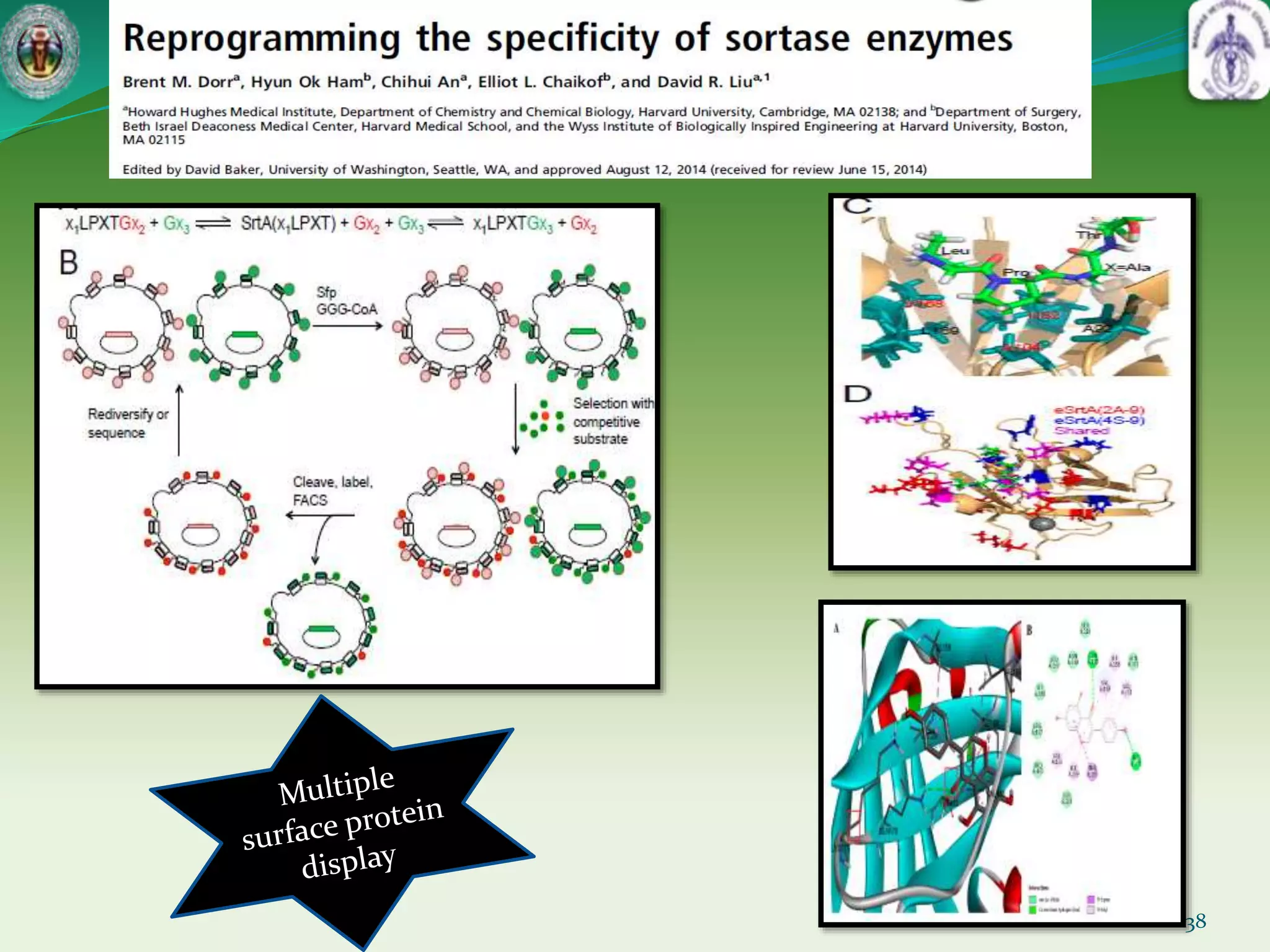 Sortase enzyme family | PPT