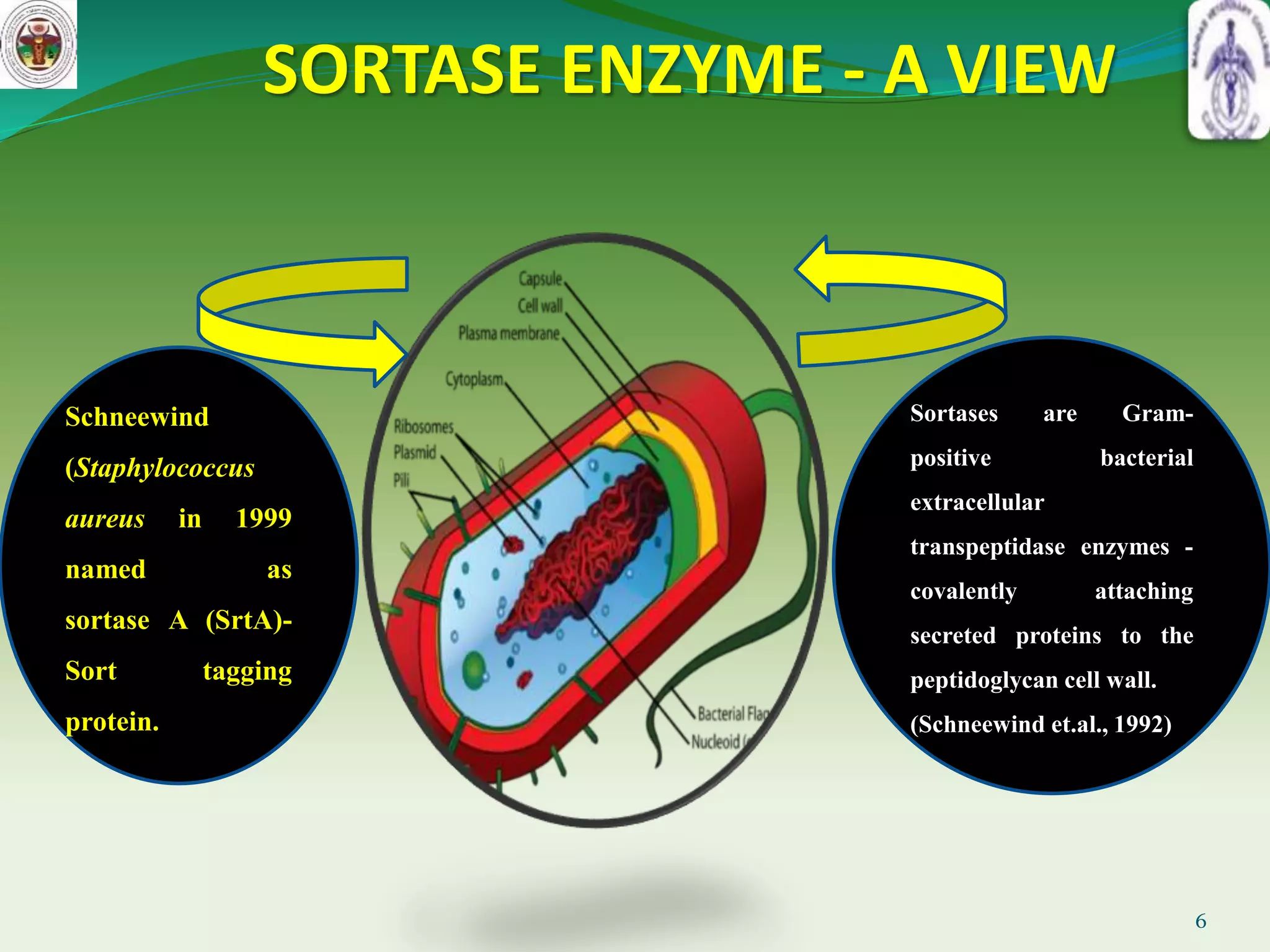 Sortase enzyme family | PPTX