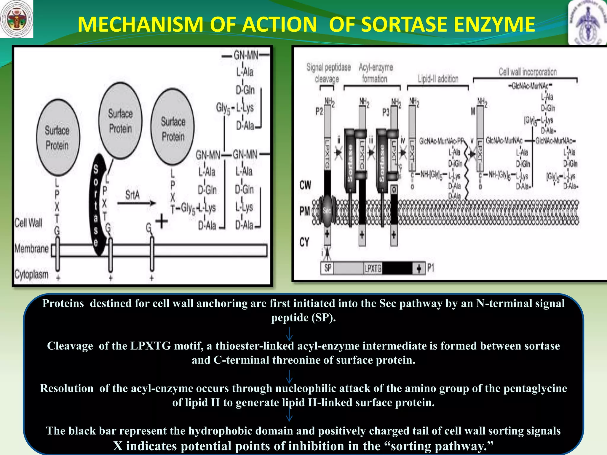 Sortase enzyme family | PPTX