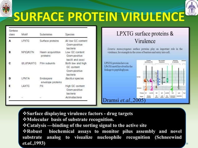 Sortase enzyme family | PPTX