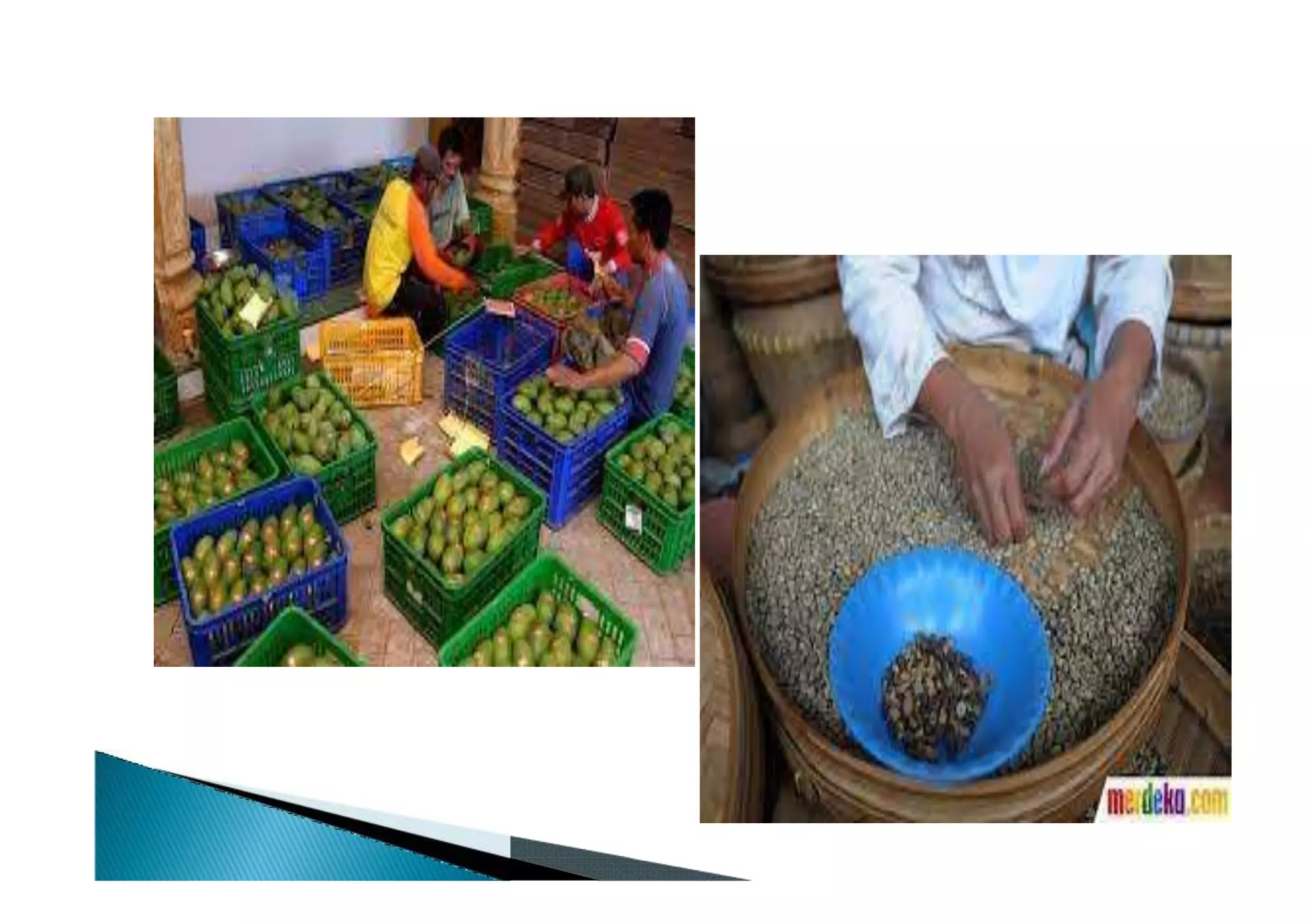 Sortasi, dan Grading.pptx