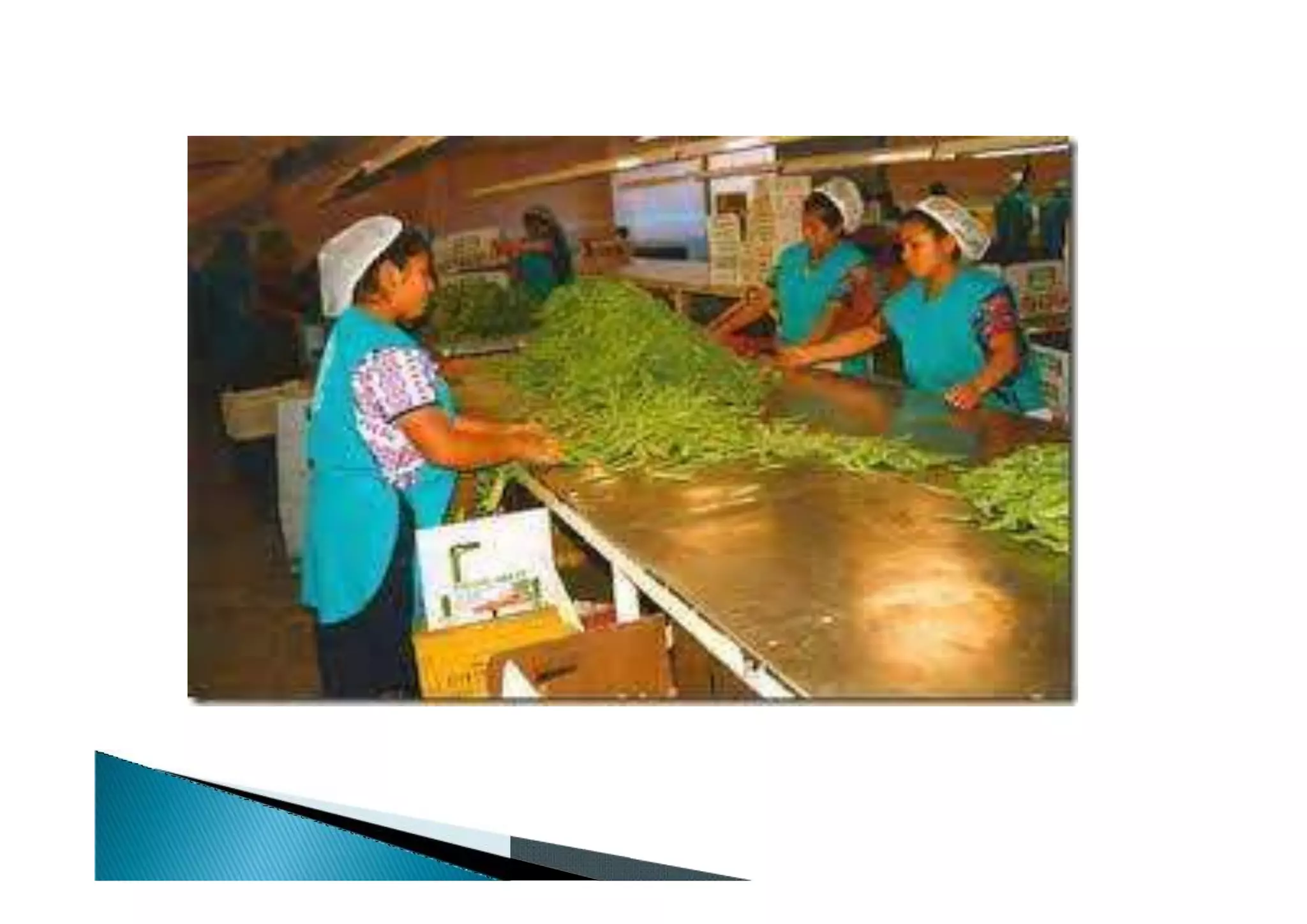 Sortasi, dan Grading.pptx