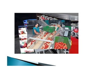 Sortasi, dan Grading.pptx