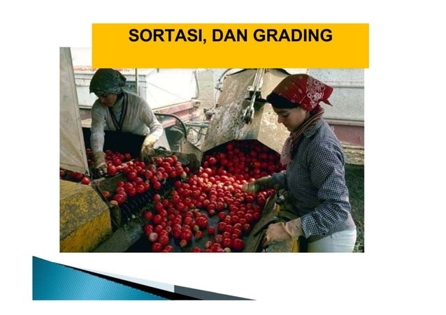 Sortasi, dan Grading.pptx