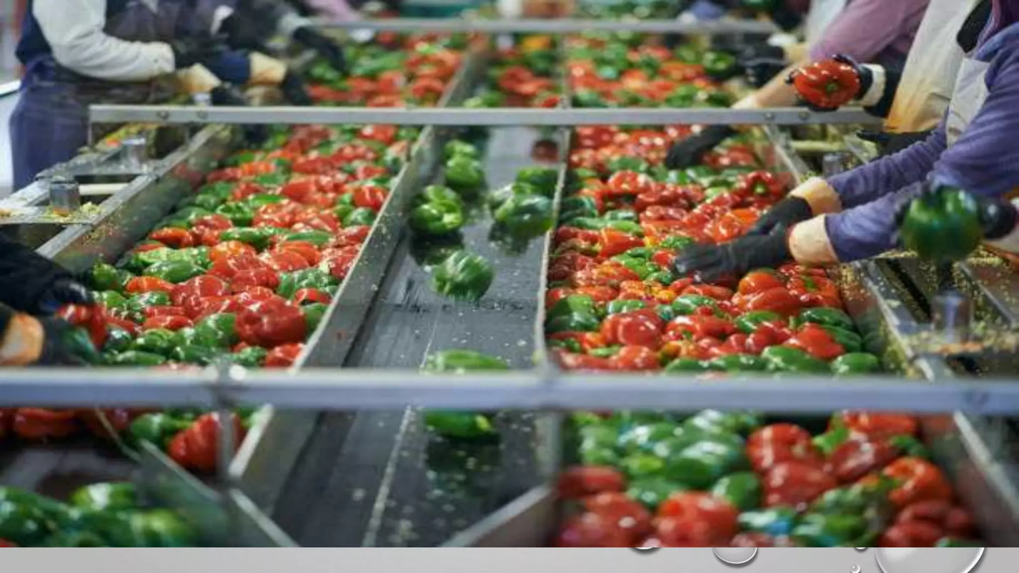 sorting and grading.pptx