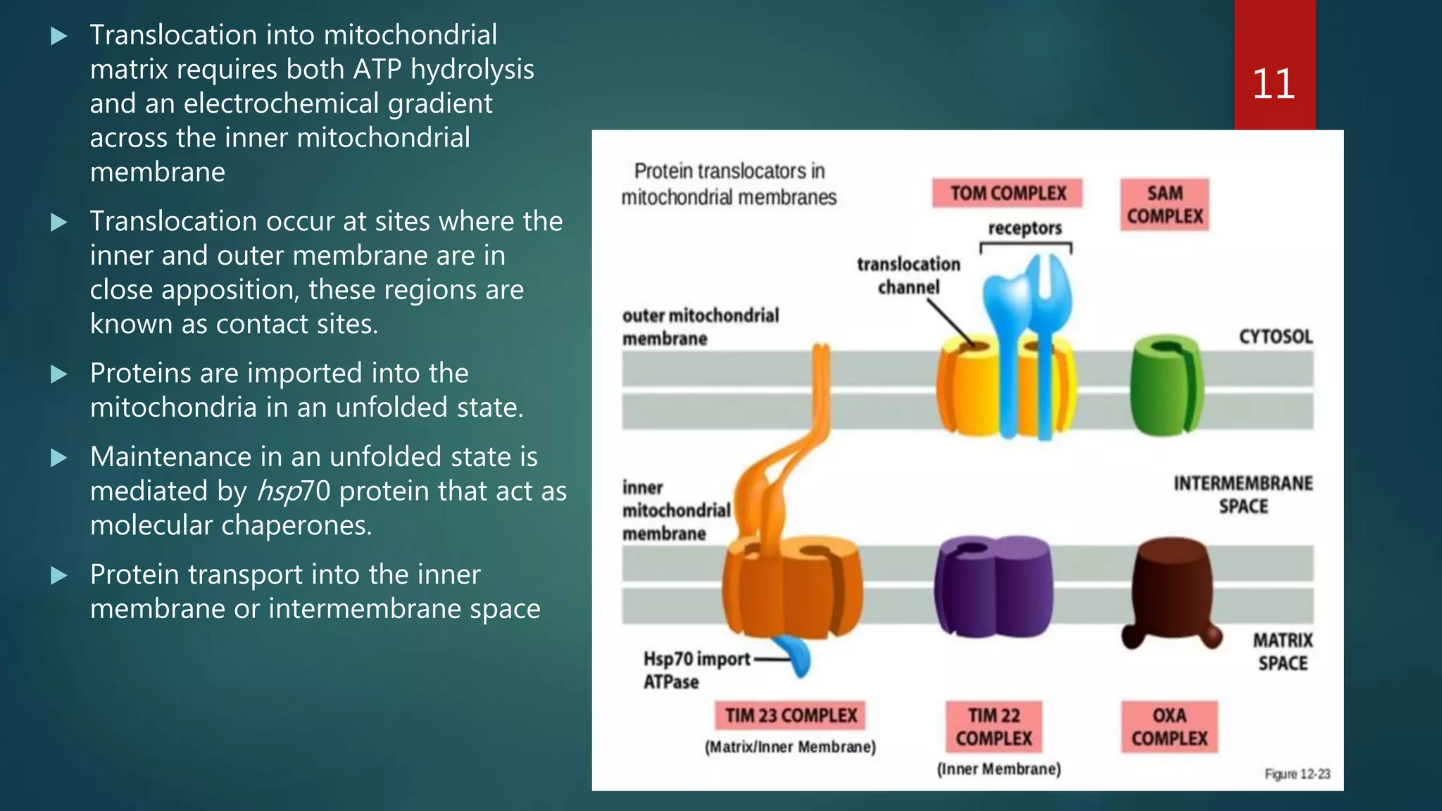Sorting and sorting and regulation of intracellular transport | PPTX