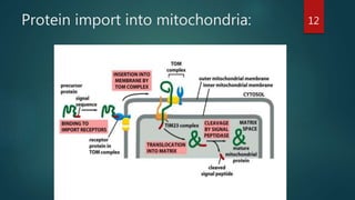 Sorting and sorting and regulation of intracellular transport | PPTX
