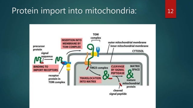 Sorting and sorting and regulation of intracellular transport | PPTX