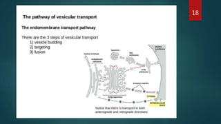 Sorting and sorting and regulation of intracellular transport | PPTX