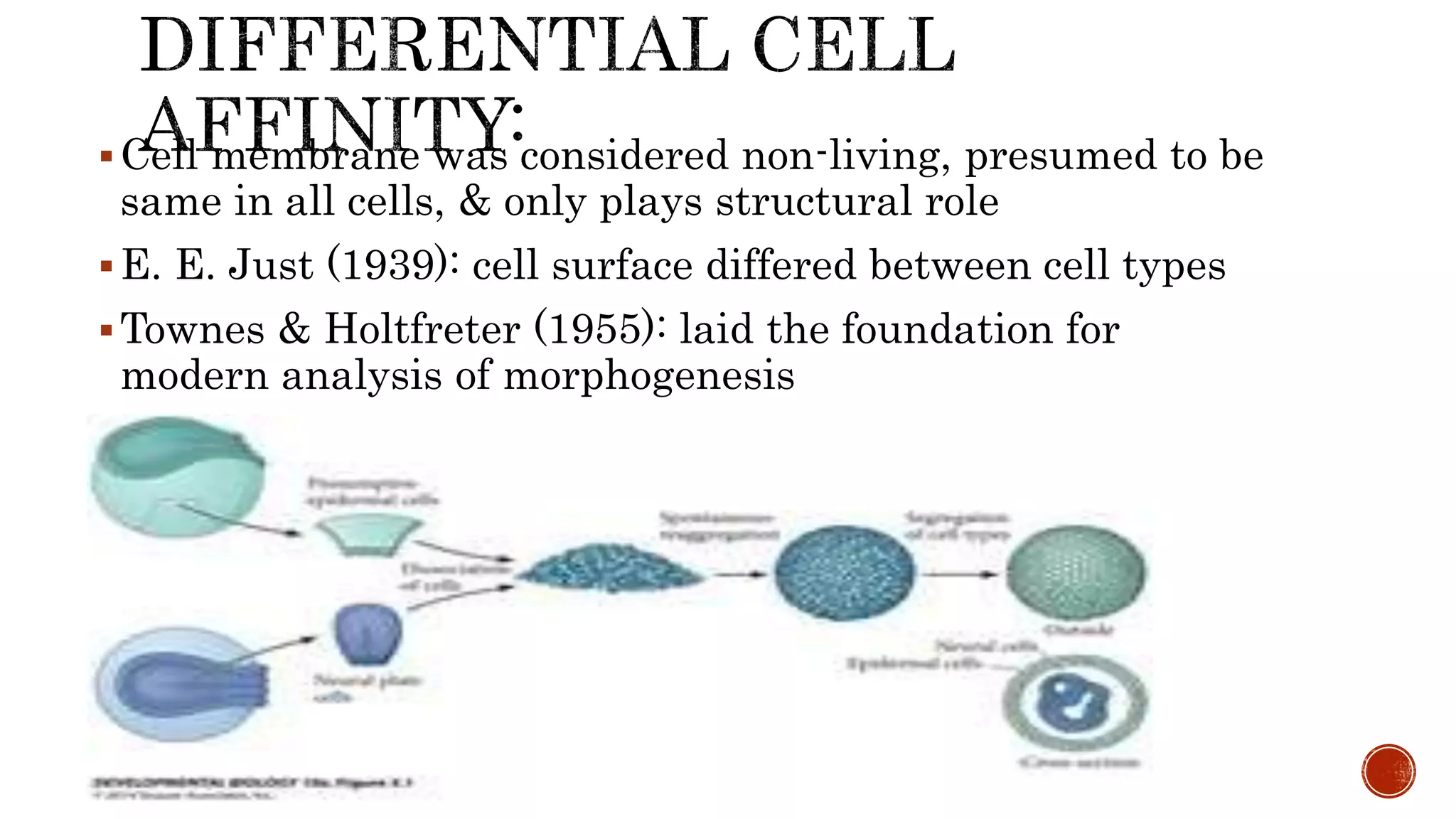 Sorting out embryonic tissue & cell recognition, M. Sc. Zoology ...
