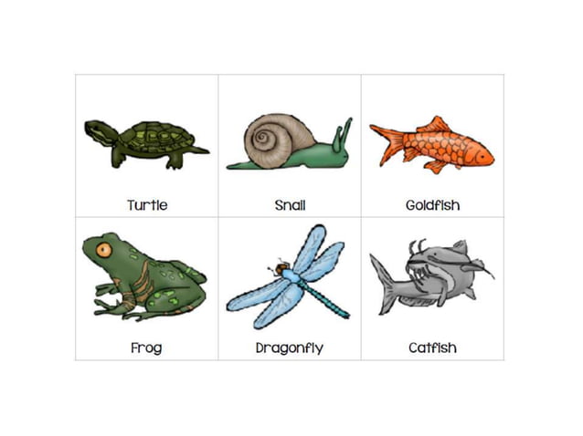 Sorting out the animals | PPT